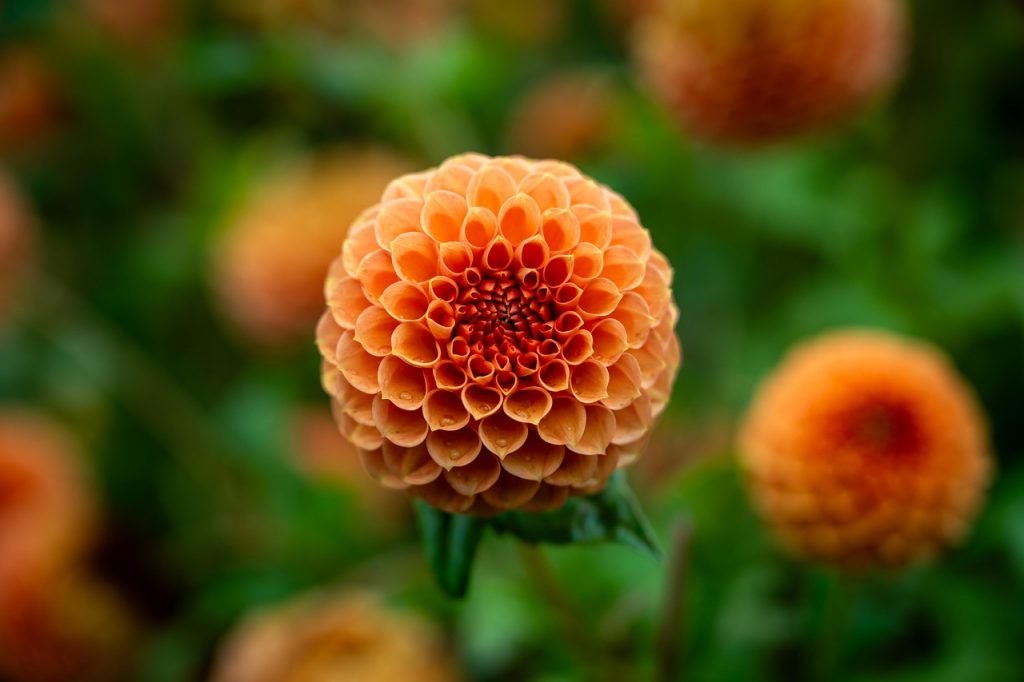 The Birth Flower Of April - A P Flowers