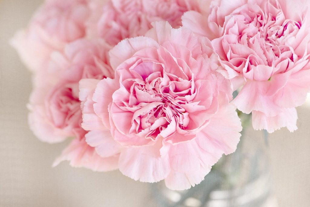 Flowers In January: Nature's Winter Wonders - A P Flowers