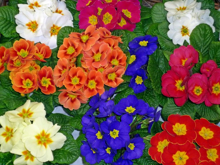 Flowers In January: Nature's Winter Wonders - A P Flowers
